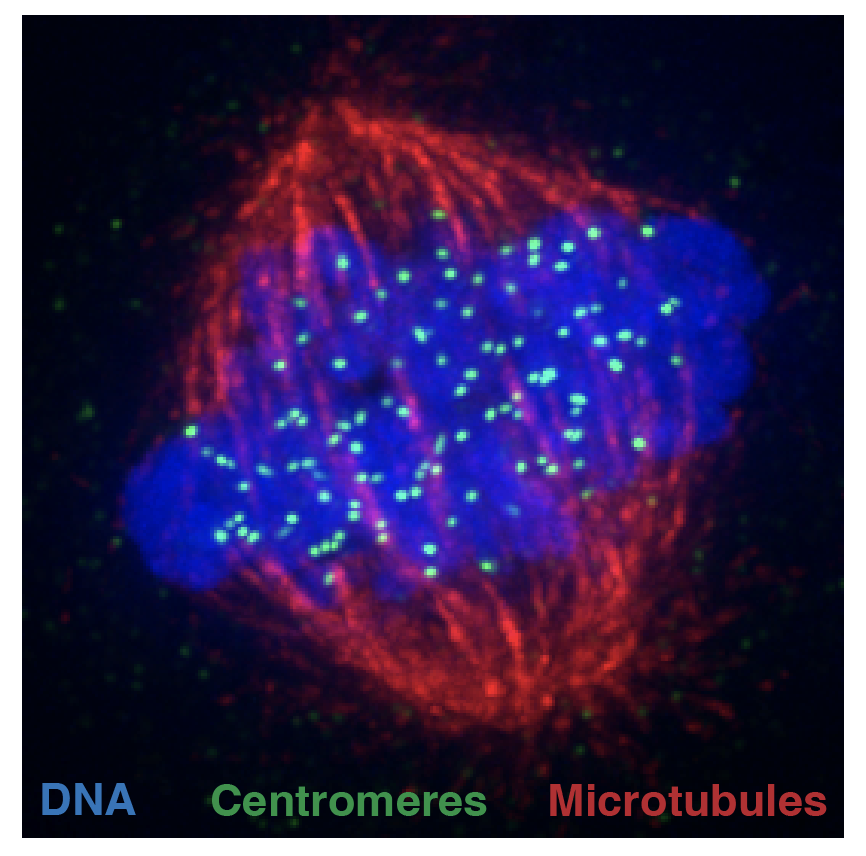 Unravelling the key to the centromere’s eternal life | Biological ...