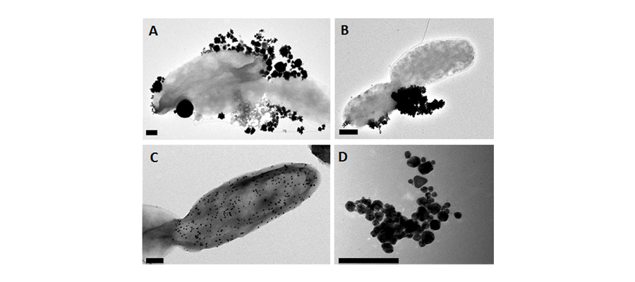 Frontiers in Microbiology Article | Biology