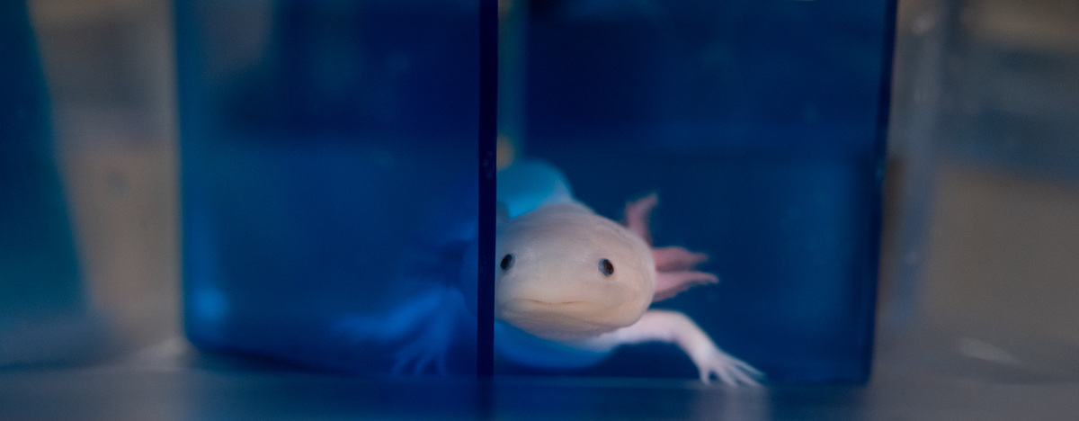 Axolotl lab to support human health research | Biological Sciences ...