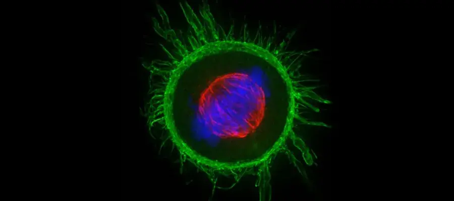 Light Microscopy Core | Biology