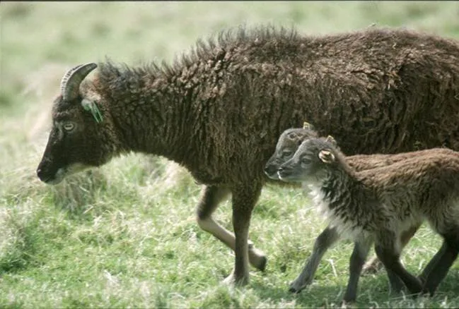 Meet the Sheep | St Kilda Soay Sheep Project | Biology