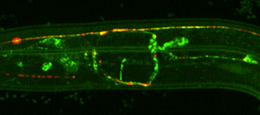 Light Microscopy Core | Discovery Research Platform for Hidden Cell ...